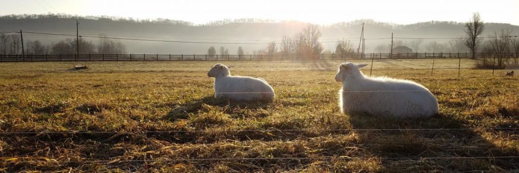 Preserving Heritage Breed Livestock with Regenerative Practices ...