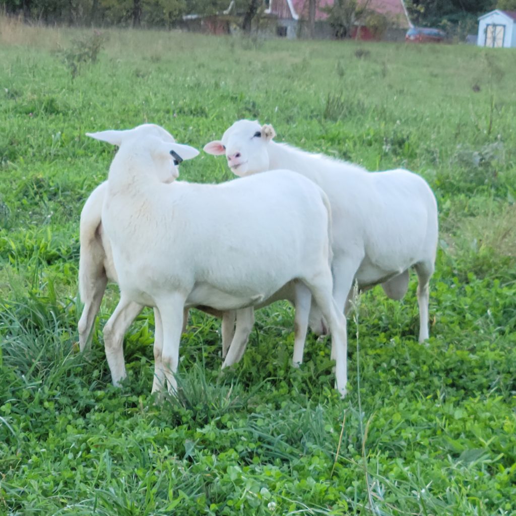 St. Croix Breeding Program - Melwood Farm