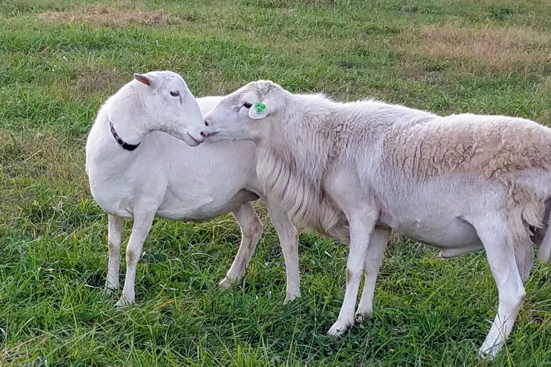St. Croix Breeding Program - Melwood Farm