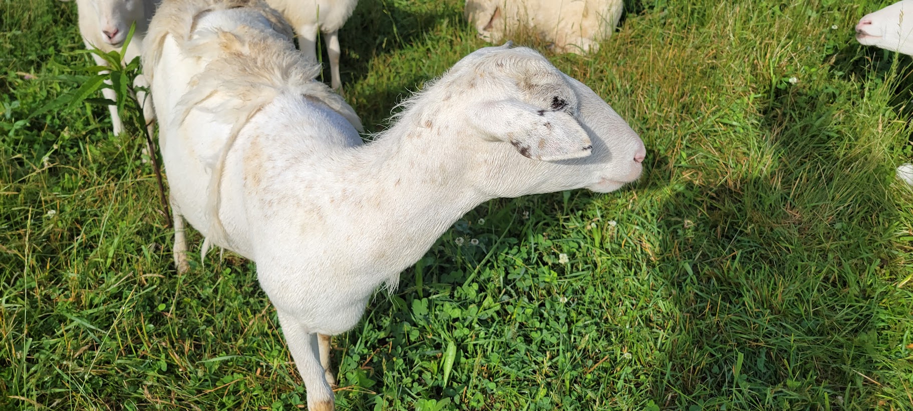 Color in St. Croix Hair Sheep - Melwood Farm