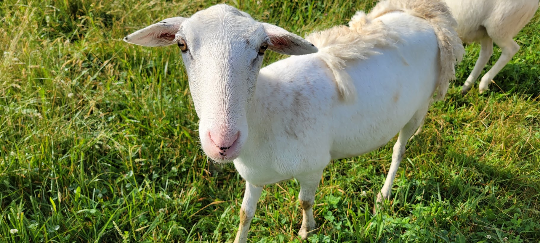 Color in St. Croix Hair Sheep - Melwood Farm