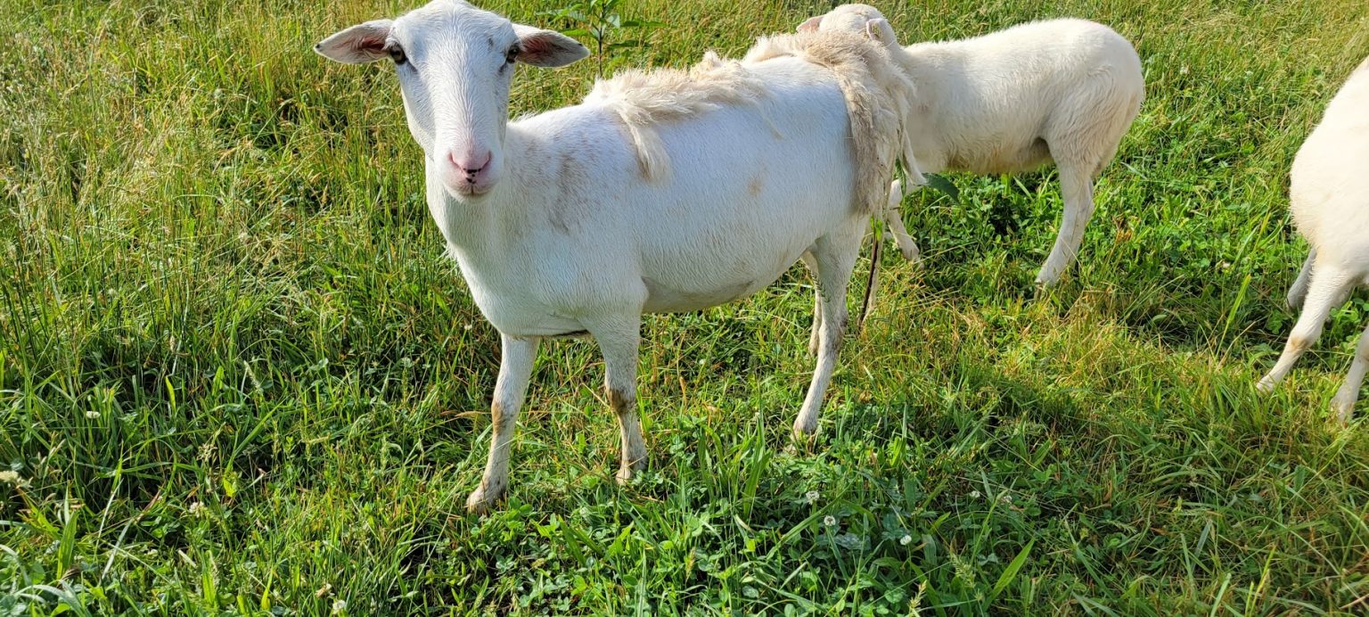 Color in St. Croix Hair Sheep - Melwood Farm