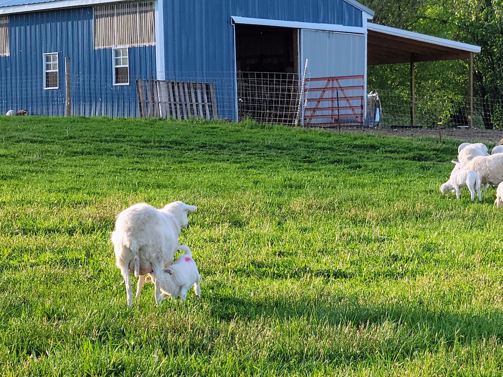 Barn and Lambing Pens Setup - Melwood Farm