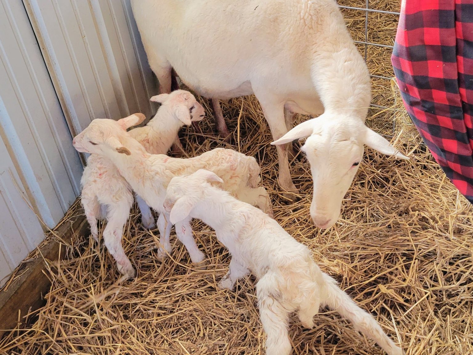 Barn and Lambing Pens Setup - Melwood Farm