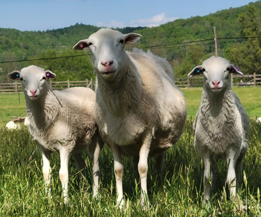 My Ear-Tagging System - Melwood Farm